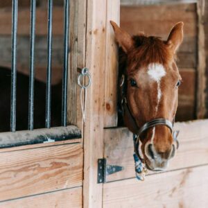Fodertrug til heste er en uundværlig del af staldinventaret i ...